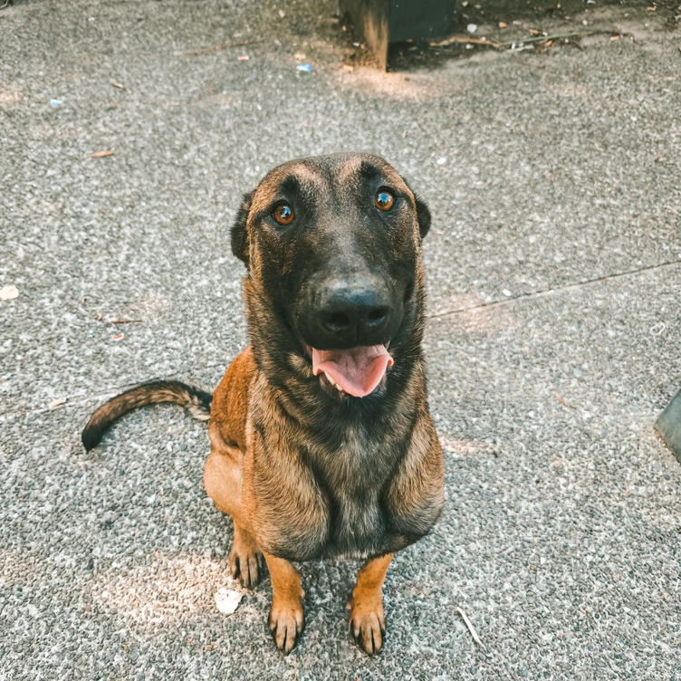 Sandy | Dierenasiel Gent