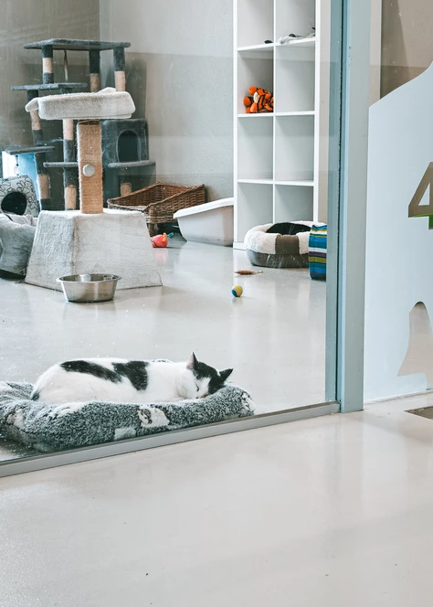 Onze katten | Dierenasiel Gent