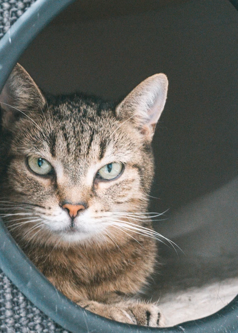 Onze katten | Dierenasiel Gent